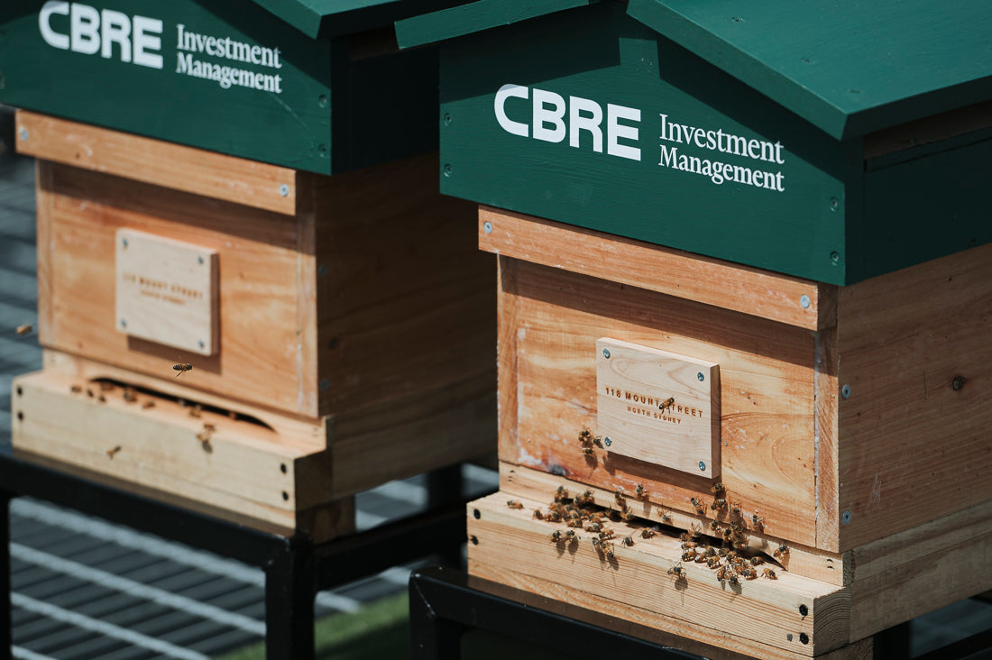 Corporate Beehives – Rooftop Bees