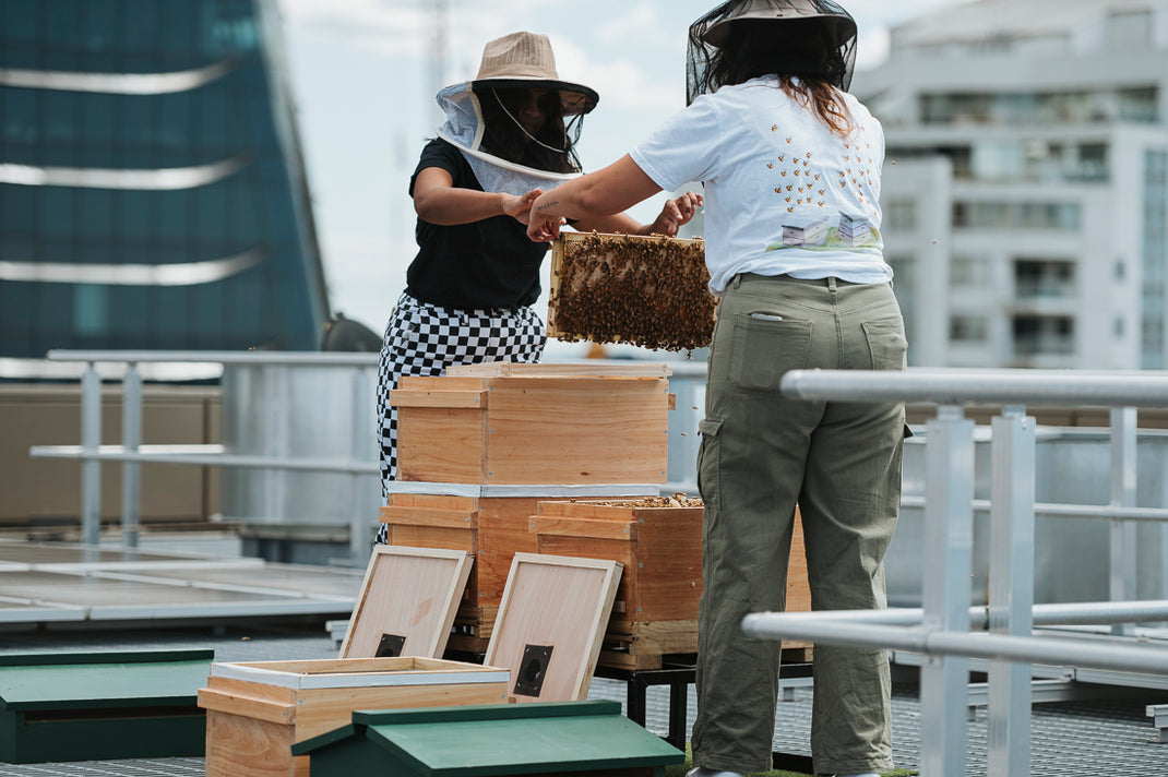 Corporate Beehives – Rooftop Bees