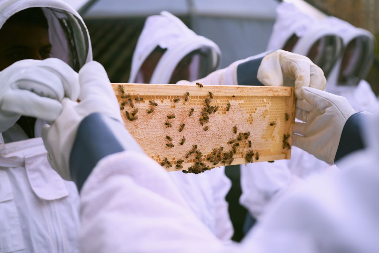 Rooftop Bees | Corporate Beehives