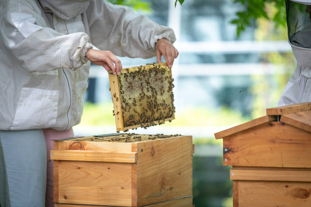 Sydney Raw Honey – Rooftop Bees